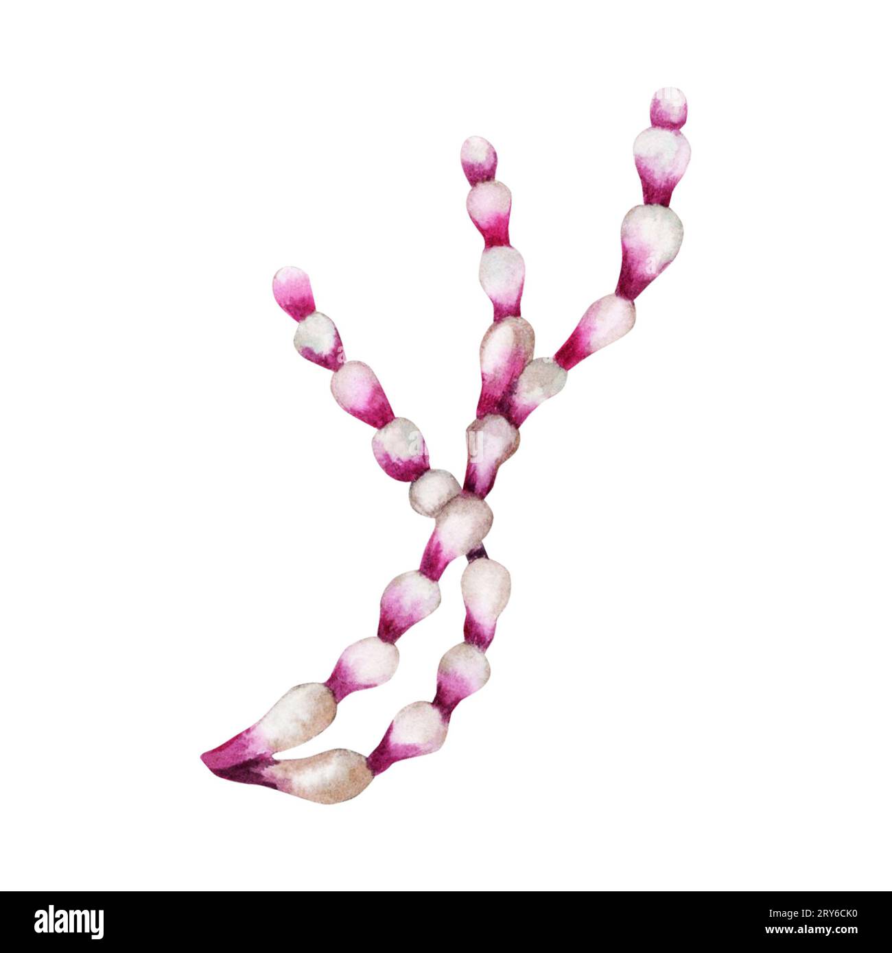 Hand drawn watercolor illustration of a soft pink seaweed. Colorful ...