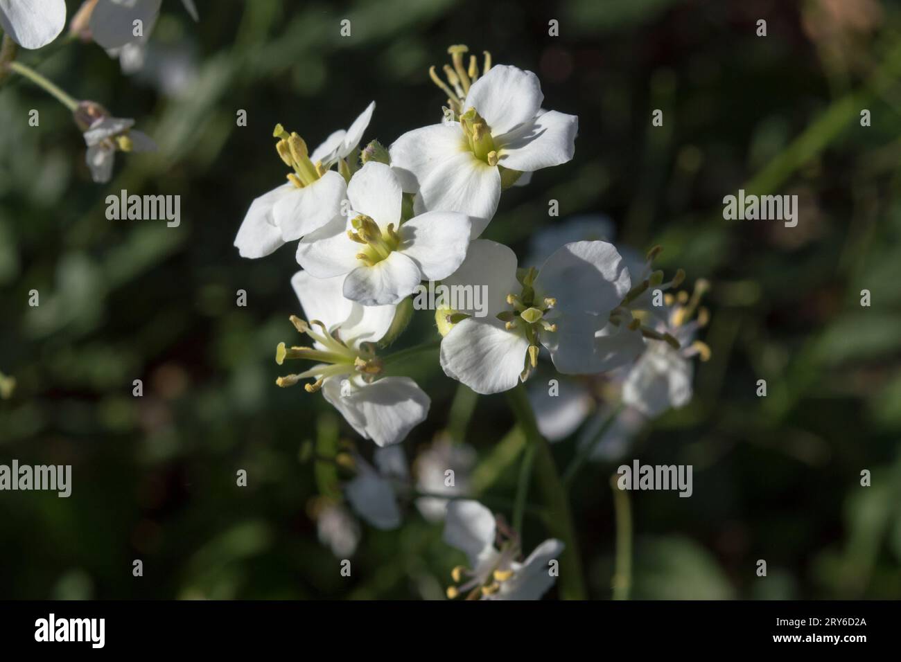 Flores silvestres, jaramago, diplotaxis erucoides Stock Photo - Alamy