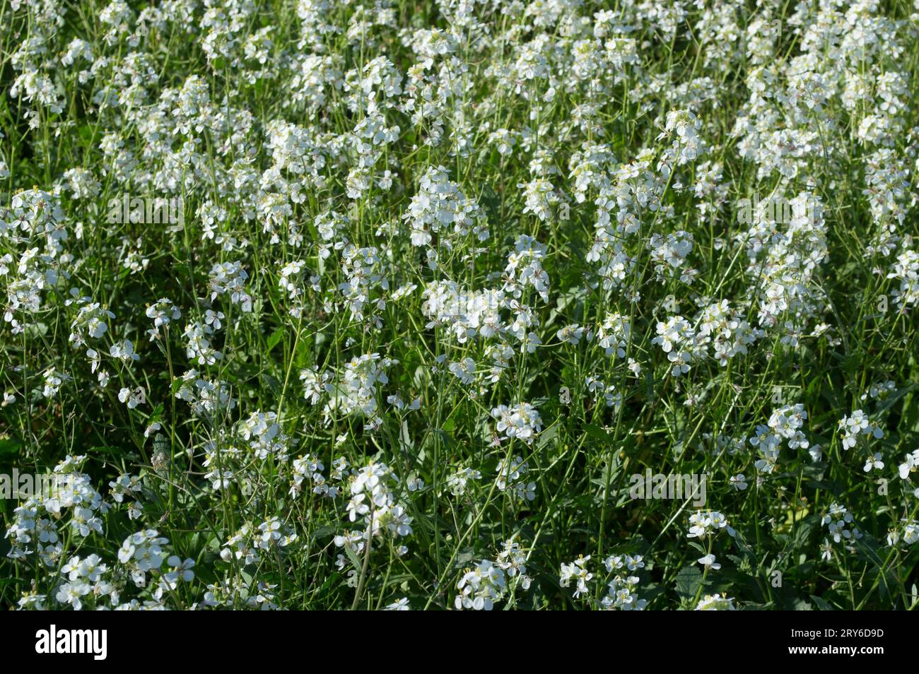 Flores silvestres, jaramago, diplotaxis erucoides Stock Photo - Alamy