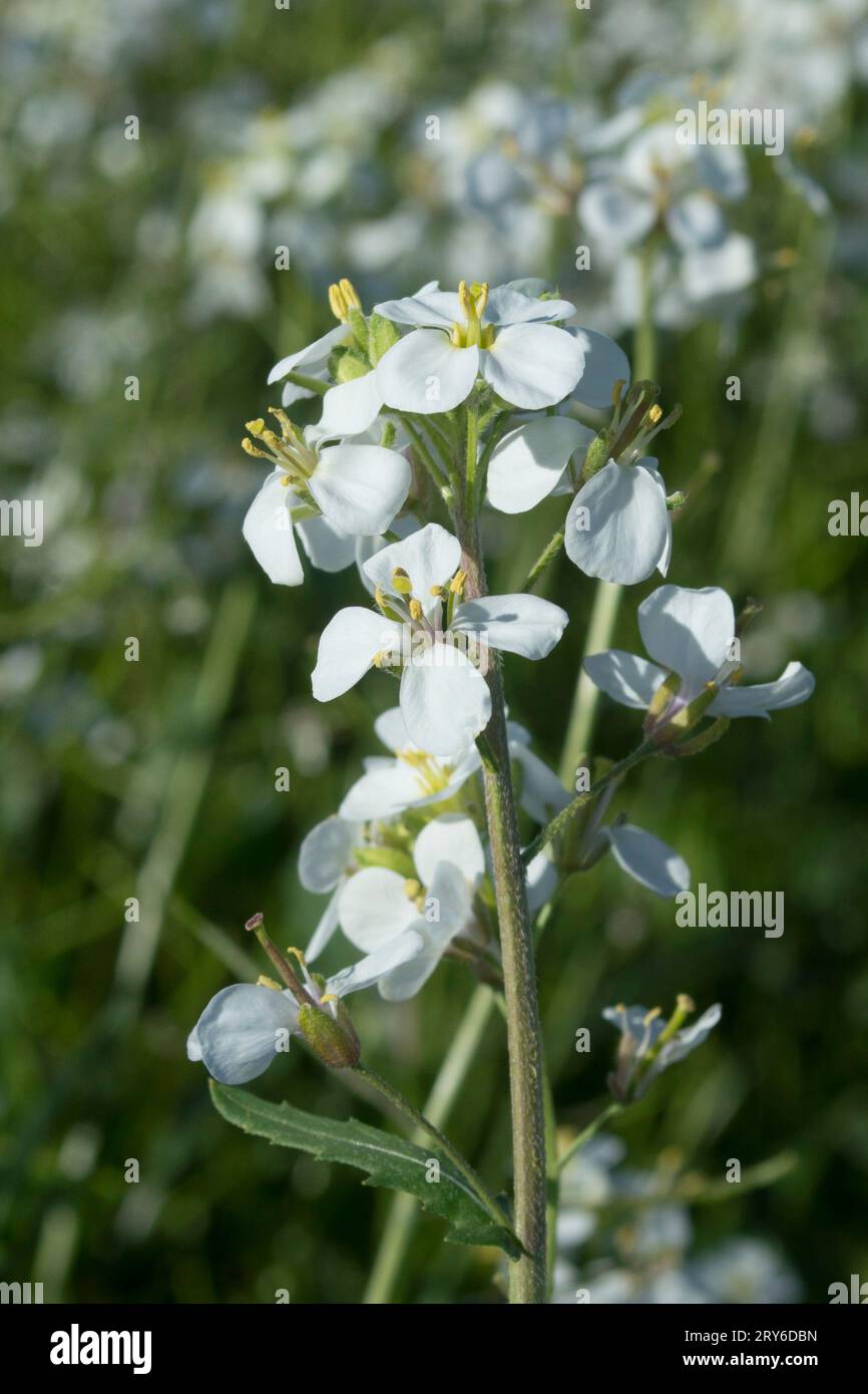 Flor en blanco hi-res stock photography and images - Alamy