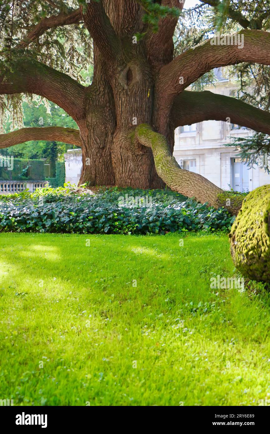 Giant Cedar of Lebanon evergreen conifer tree planted in 1804 in the ...