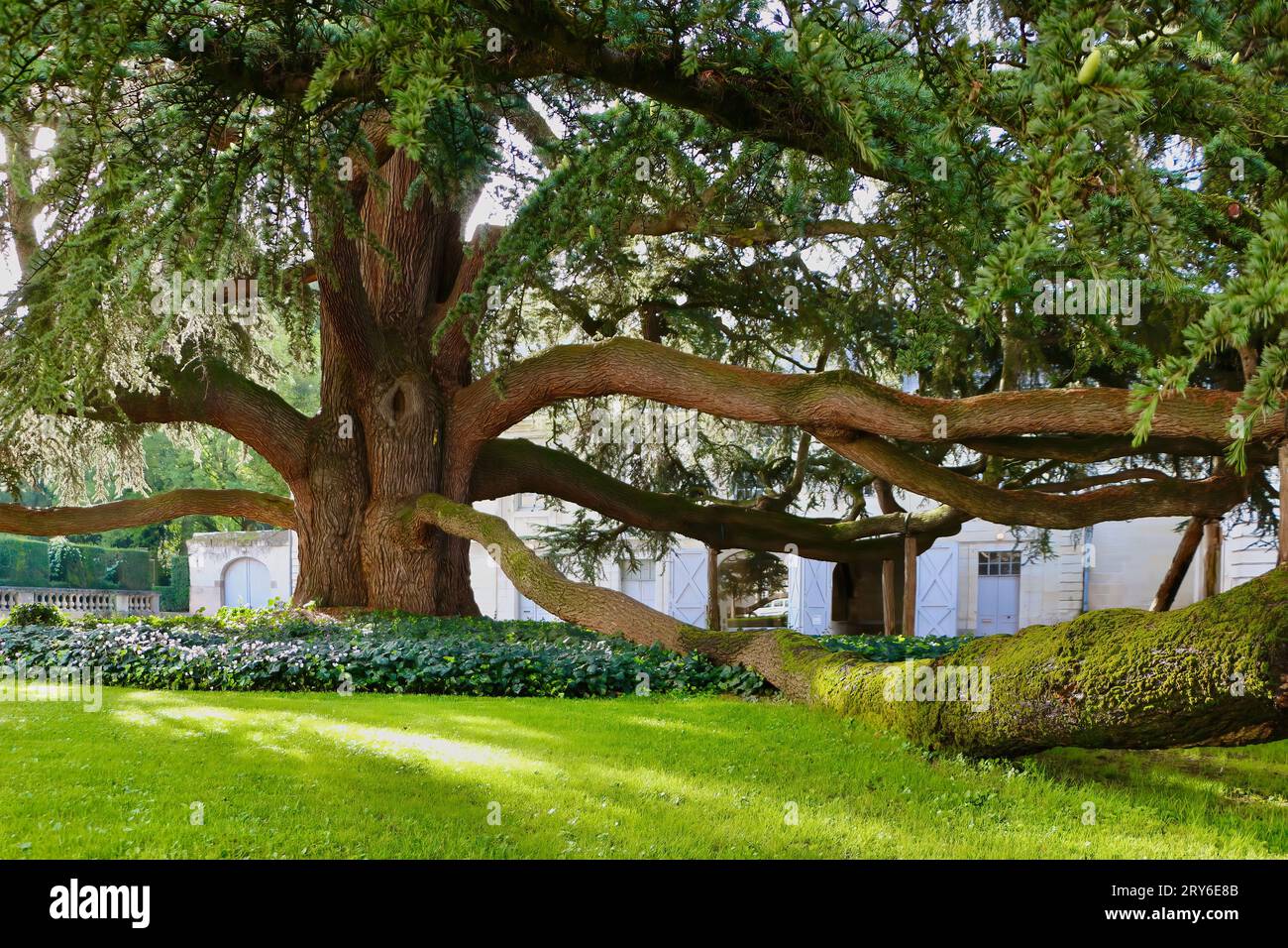 Giant evergreen tree hi-res stock photography and images - Alamy