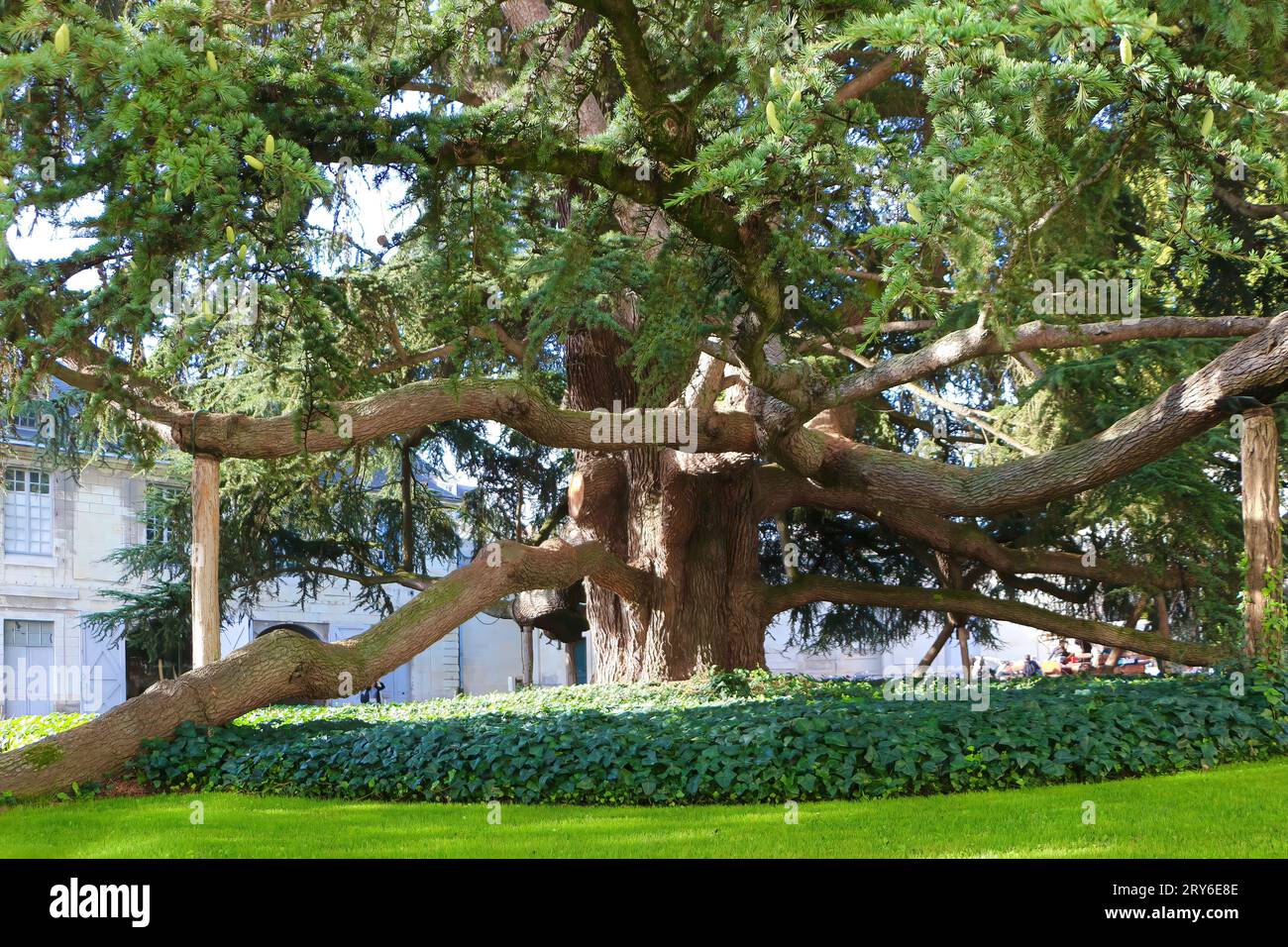 Giant evergreen tree hi-res stock photography and images - Alamy