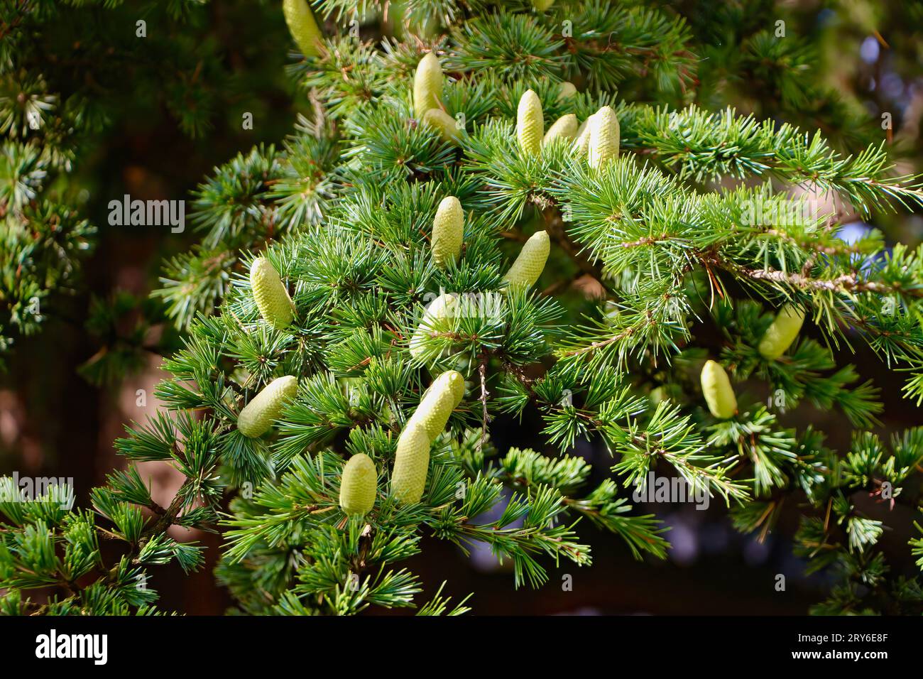 Green cones on the Giant Cedar of Lebanon tree evergreen conifer ...