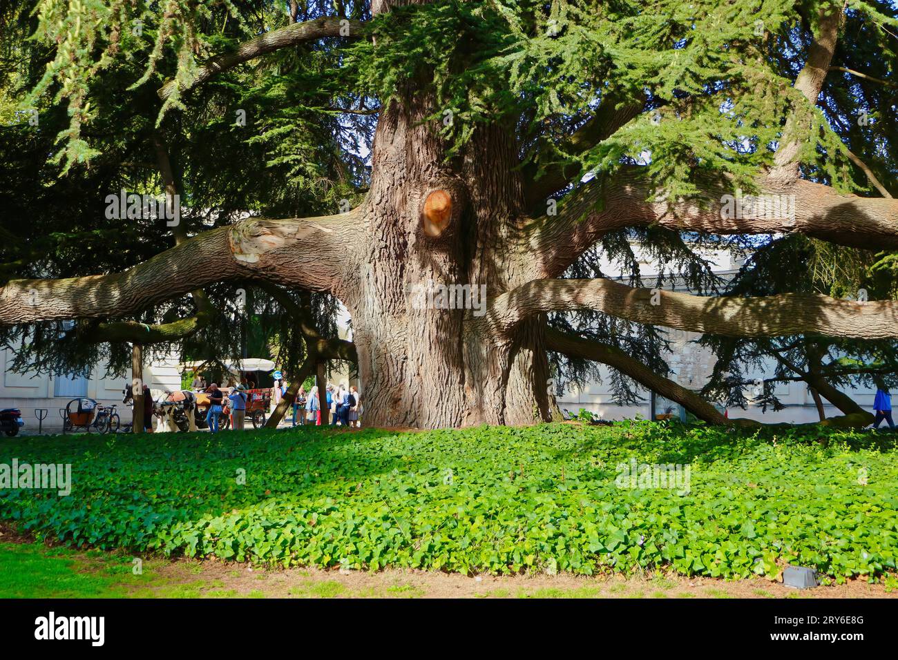 Giant Cedar of Lebanon evergreen conifer tree planted in 1804 in the ...