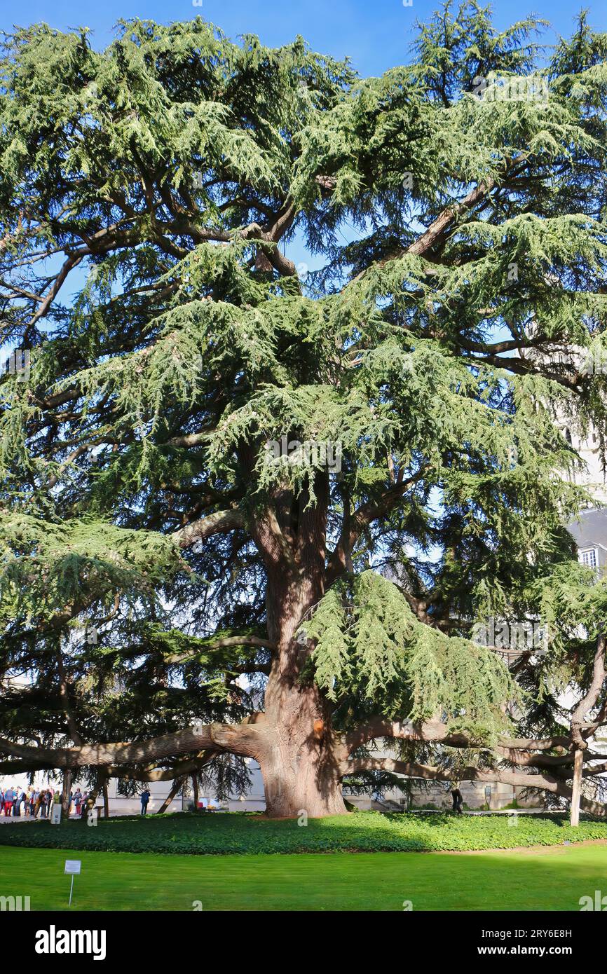 Giant evergreen tree hi-res stock photography and images - Alamy