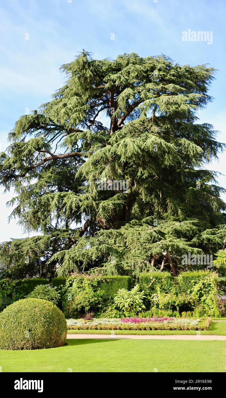 Giant Cedar of Lebanon evergreen conifer tree planted in 1804 in the ...