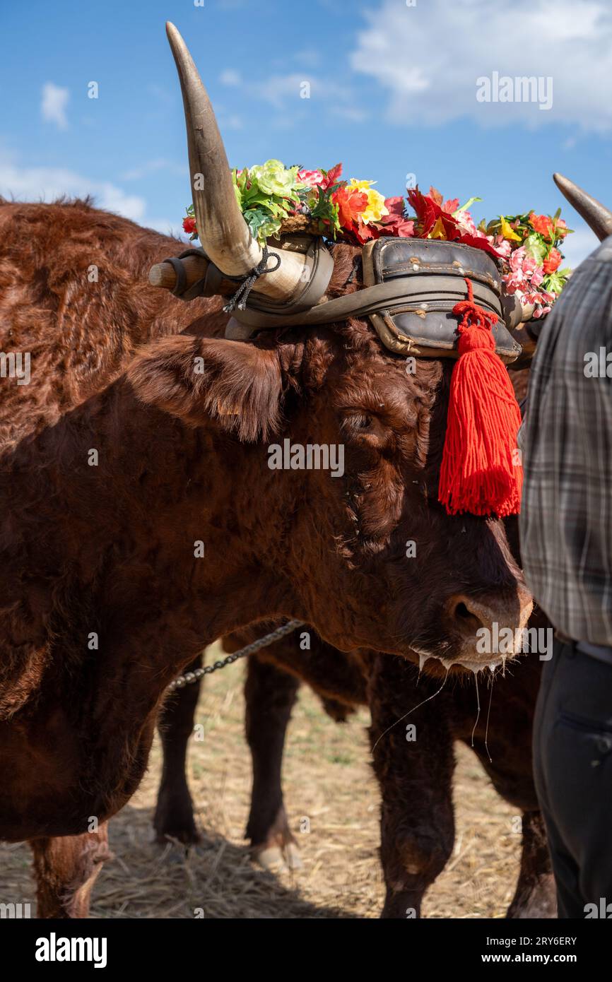 A pair of bulls being displayed at a harvest festival in France Stock ...
