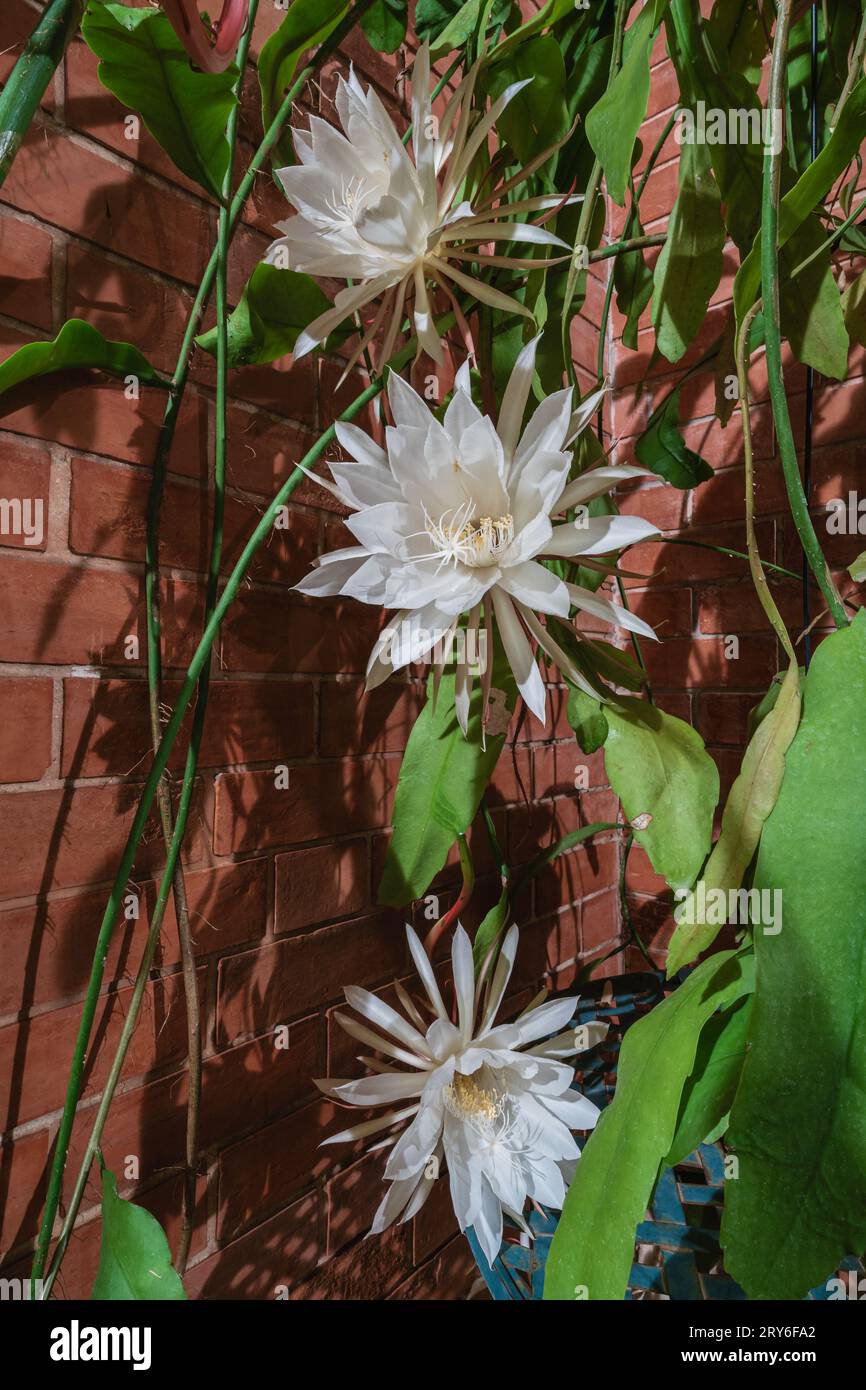 Closeup view of bright white night blooming flowers of epiphyllum ...