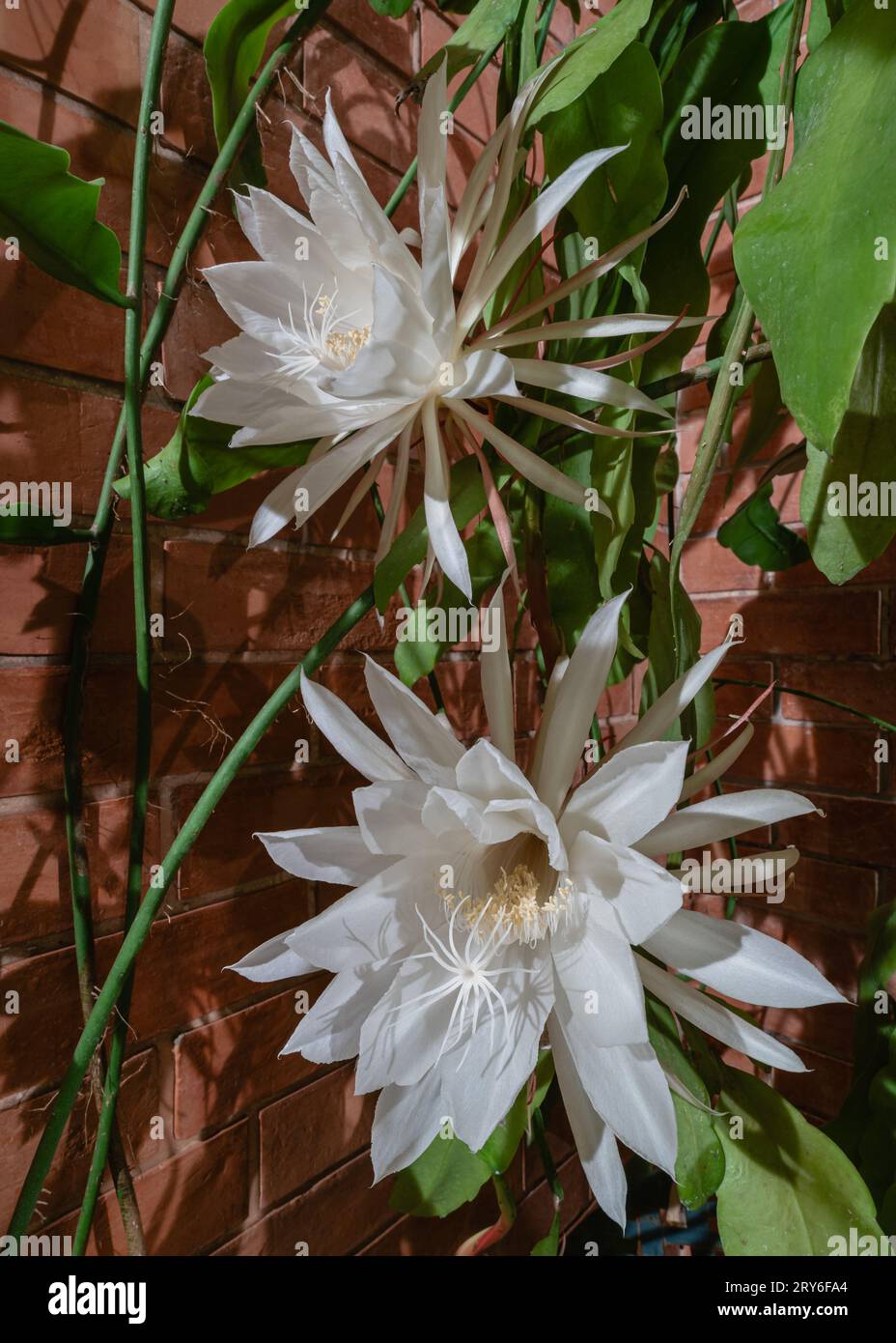 Vertical view of ivory white night blooming flowers of epiphyllum ...
