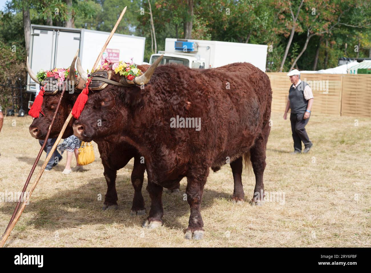 A pair of bulls being displayed at a harvest festival in France Stock ...