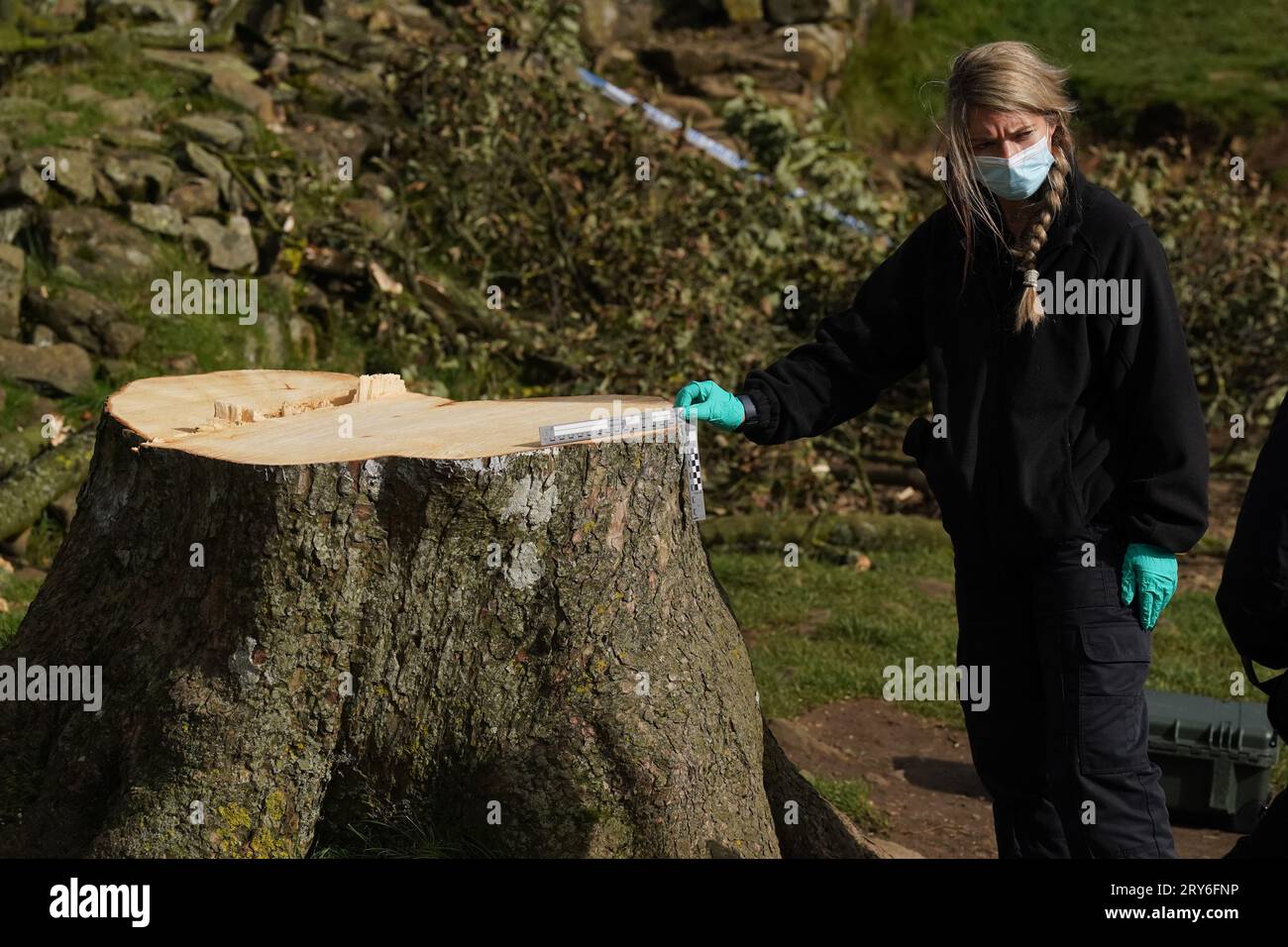 Forensic investigators from Northumbria Police examine the felled Sycamore Gap tree, on Hadrian ...