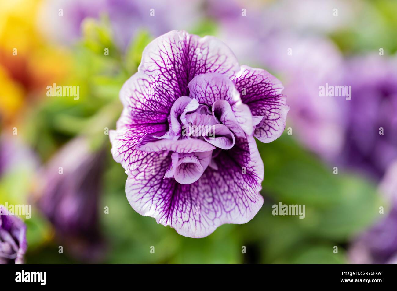 Petunia Tumbelina Priscilla purple flower Stock Photo - Alamy