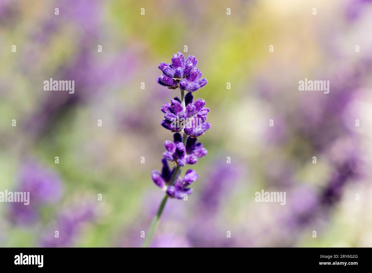 Lavandula angustifolia uk hi-res stock photography and images - Alamy