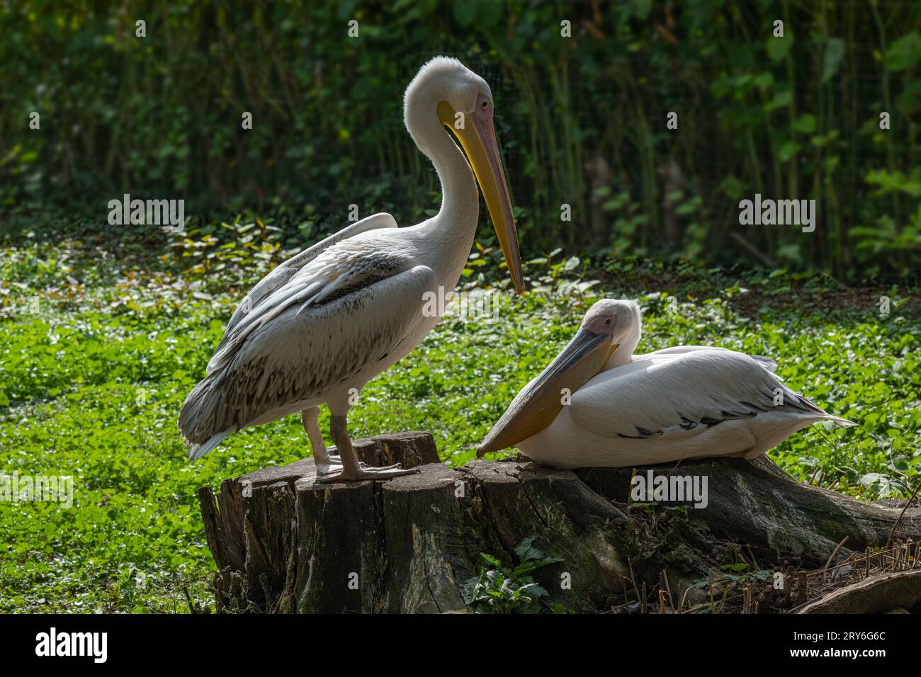 White Pelican (Pelecanus onocrotalus) also known as the Eastern White ...