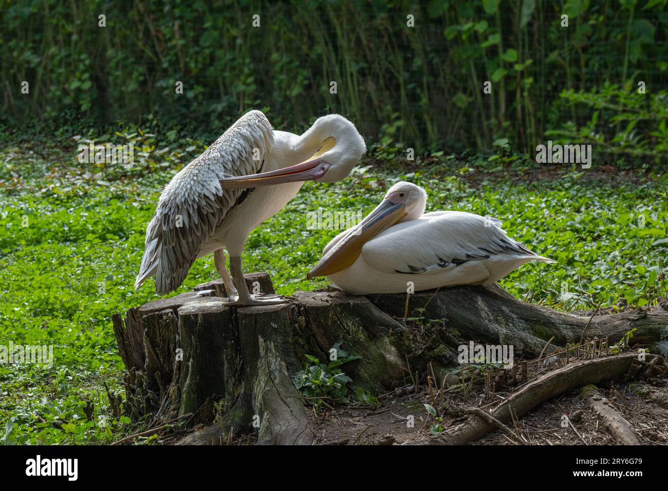 White Pelican (Pelecanus onocrotalus) also known as the Eastern White ...