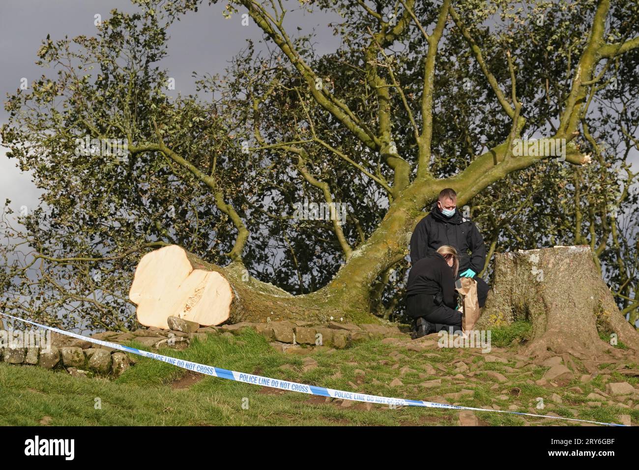 Sycamore gap missing tree hi-res stock photography and images - Alamy