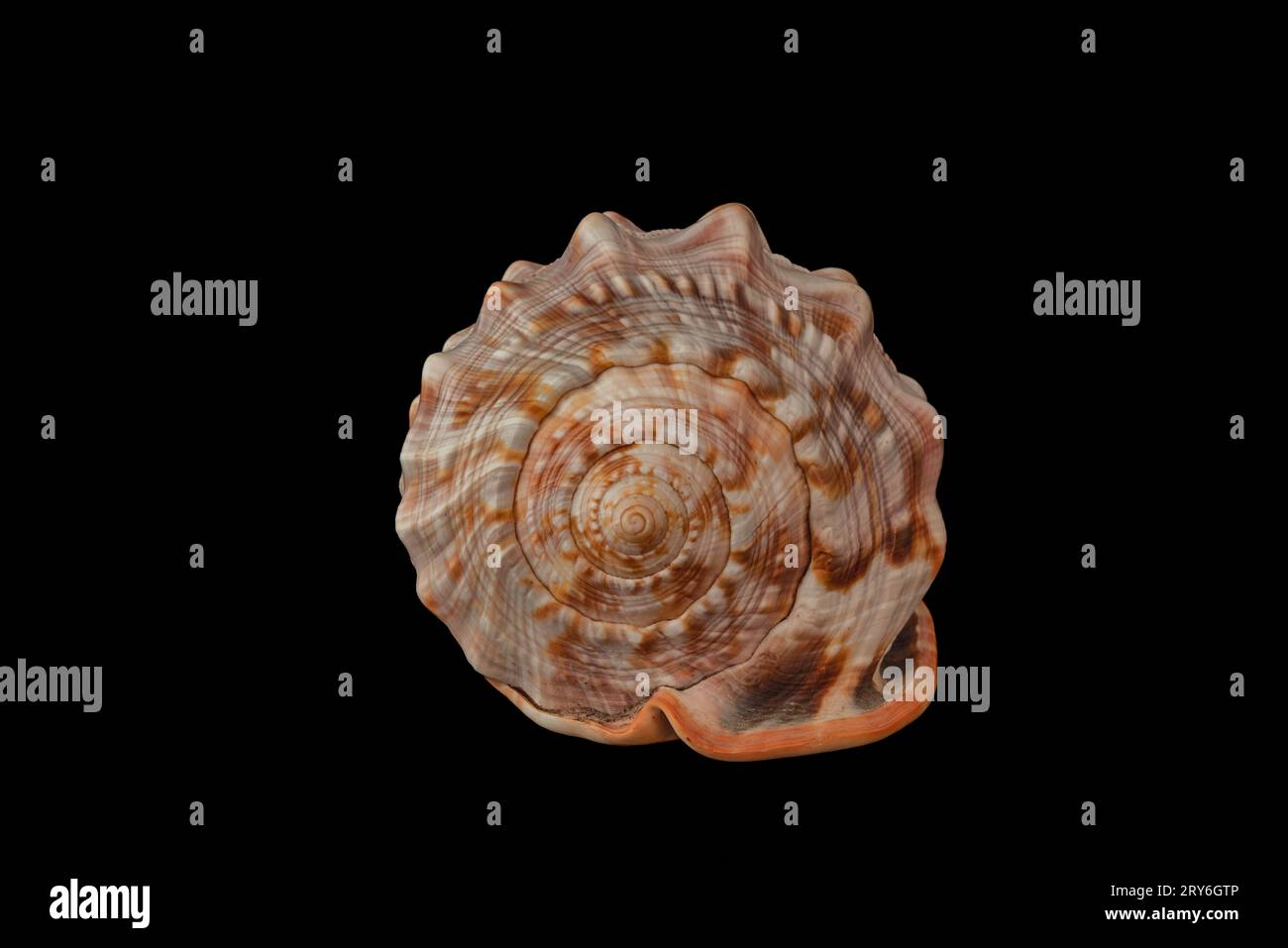 Nature's beauty in the spiral posterior end of a reddish brown ...