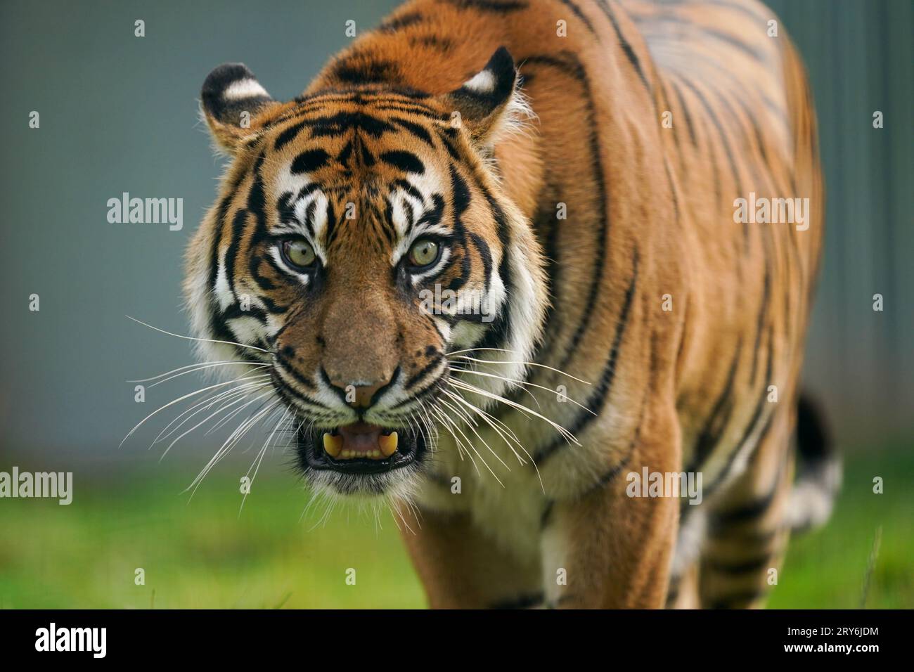 Sumatran tiger Dourga, mother of new cub Lestari, in her enclosure at ...