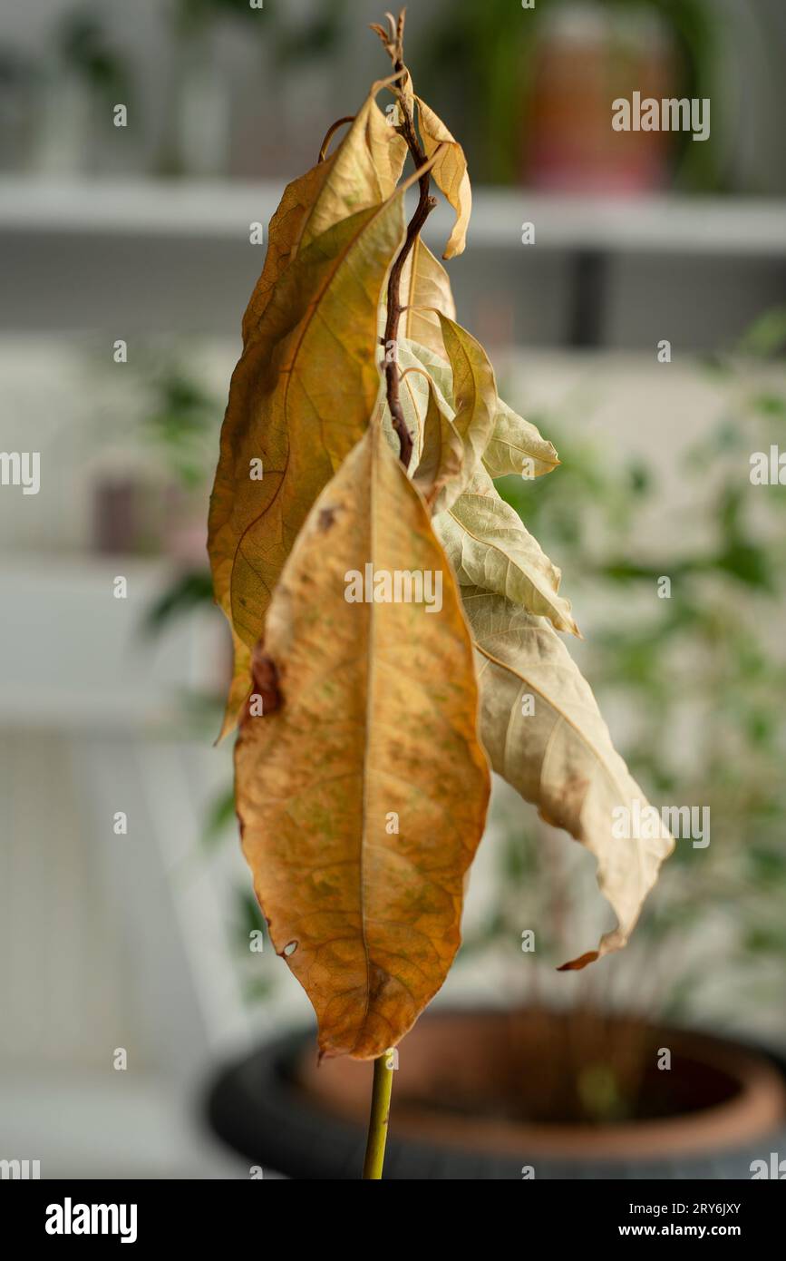 Closeup dried avocado leaves .Dry diseased indoor plant close-up Stock ...