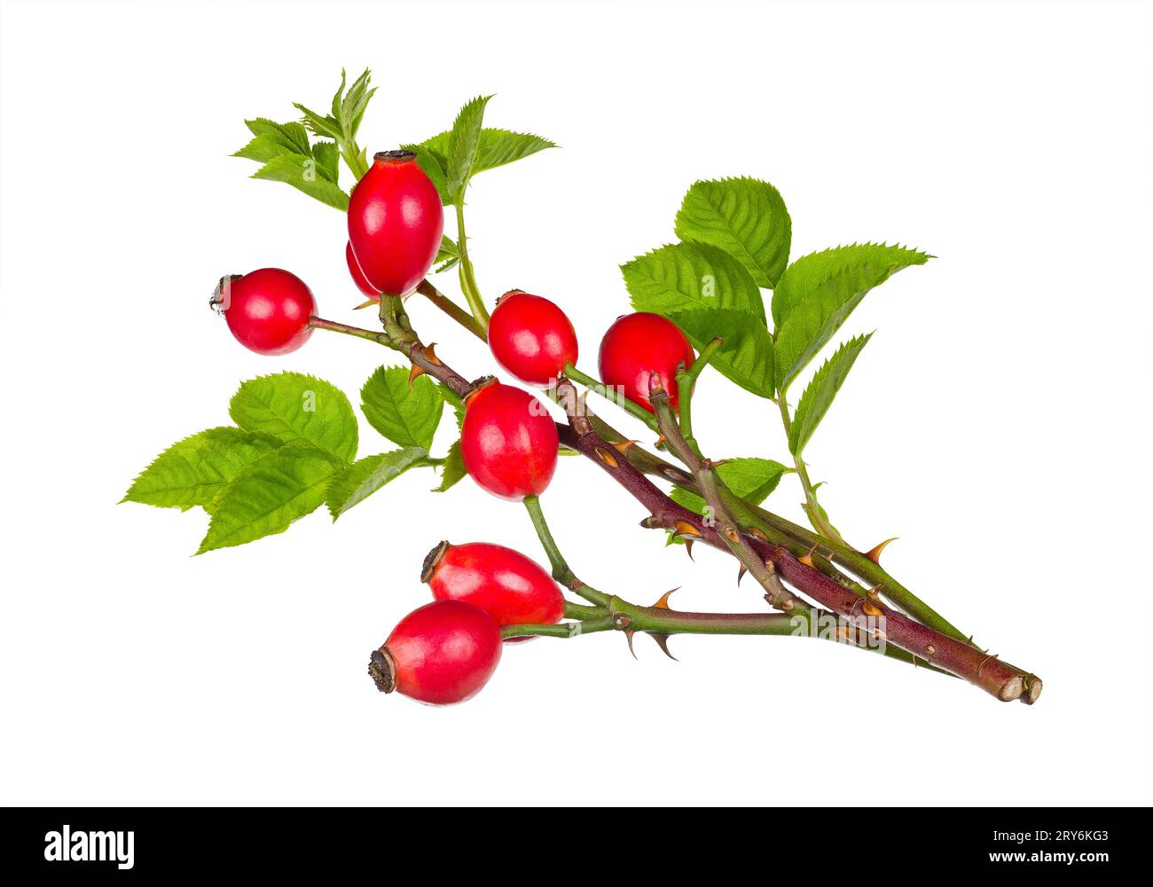 Wild briar twigs with red rosehips, green leaves and thorns isolated on ...