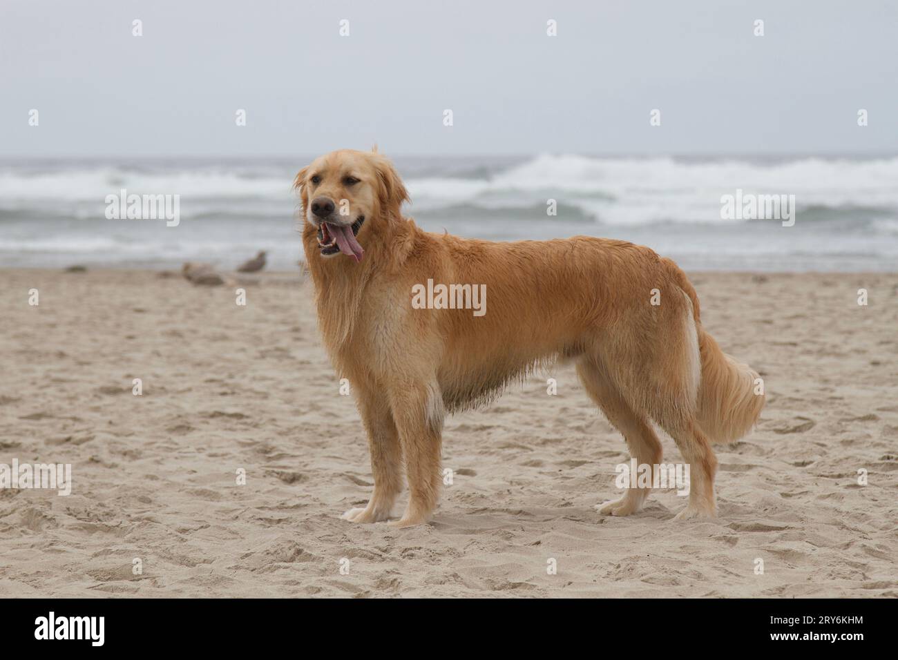 Golden retriever and ocean hi-res stock photography and images - Alamy
