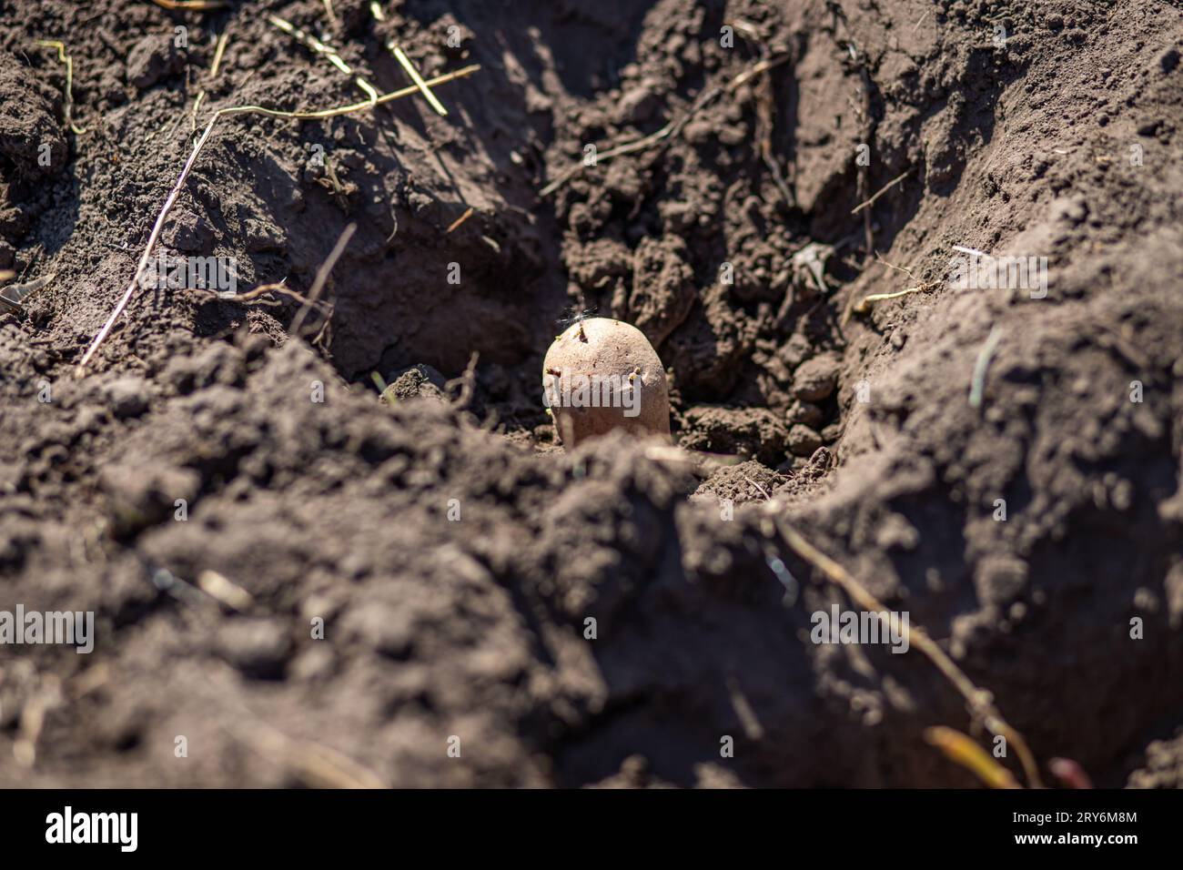 Lie seed hi-res stock photography and images - Alamy