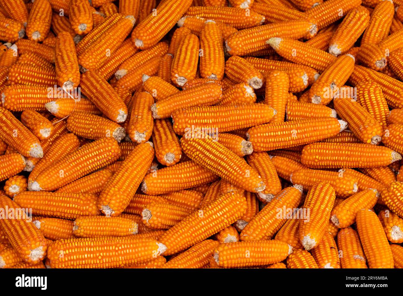 Corns field hi-res stock photography and images - Alamy