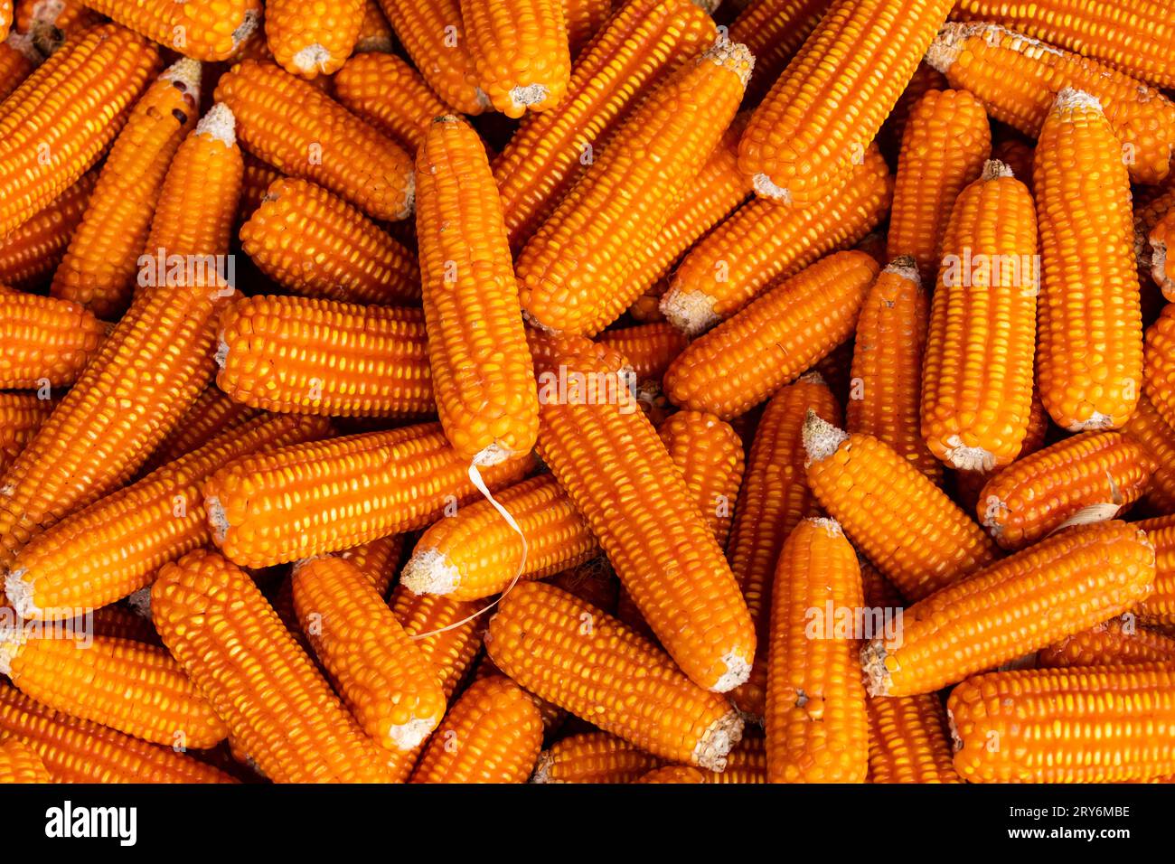 Yellow corn at the Harvest Stock Photo - Alamy