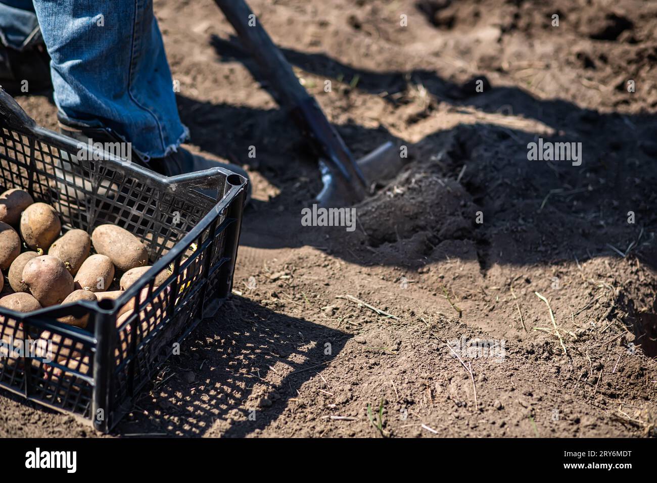 farmer man boot on spade prepare for digging. box of potatoes for ...