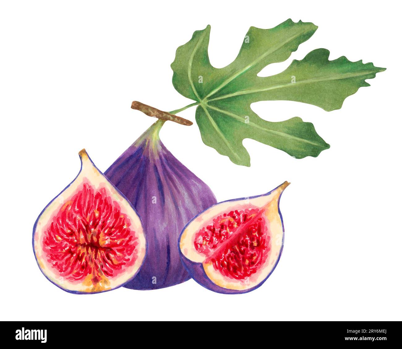 Fruit composition.Purple fig with leaves and pieces.Fruit for food ...