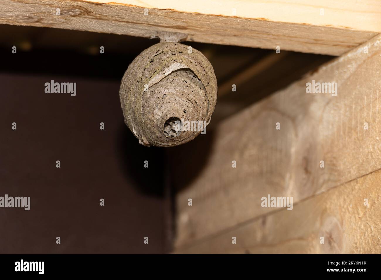 Honeycomb net hi-res stock photography and images - Alamy