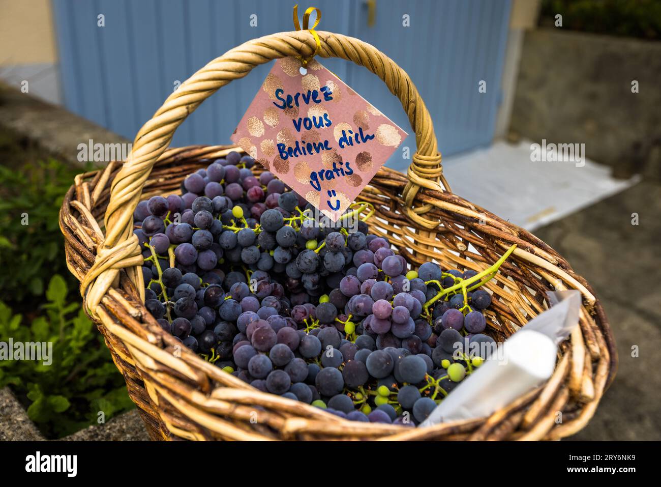 Freshly harvested grapes are offered free of charge in front of the ...