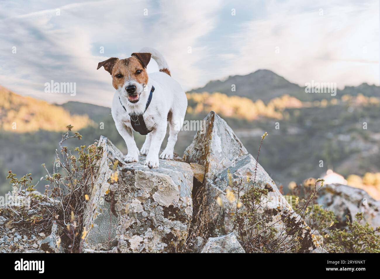Hike in mountains dog hi-res stock photography and images - Alamy