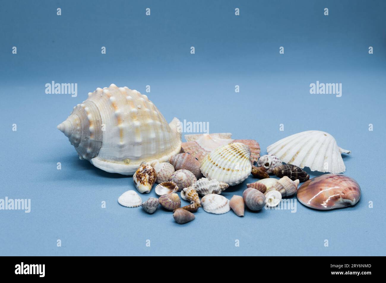 Different sea shells isolated on a blue background, from Adriatic sea ...