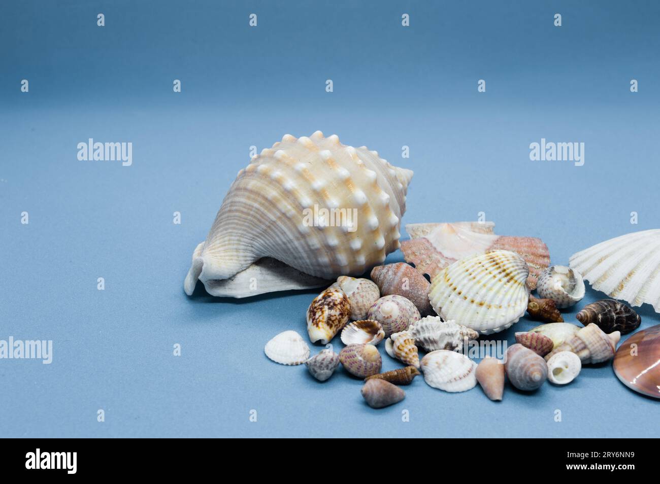 Shells adriatic sea hi-res stock photography and images - Alamy