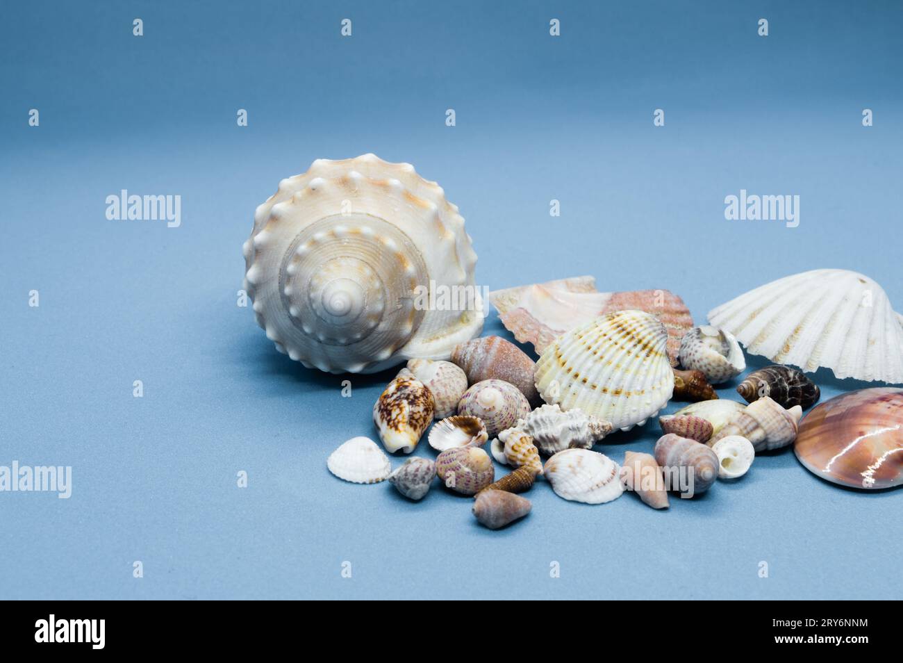 Shells from mediterranean sea hi-res stock photography and images - Alamy
