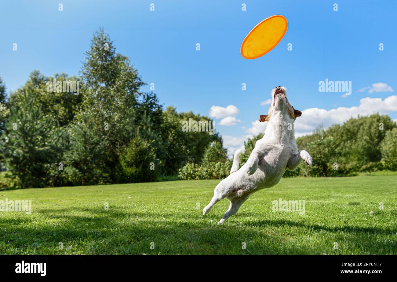 Dog sport background. Agile dog being trained to catch flying disc on ...