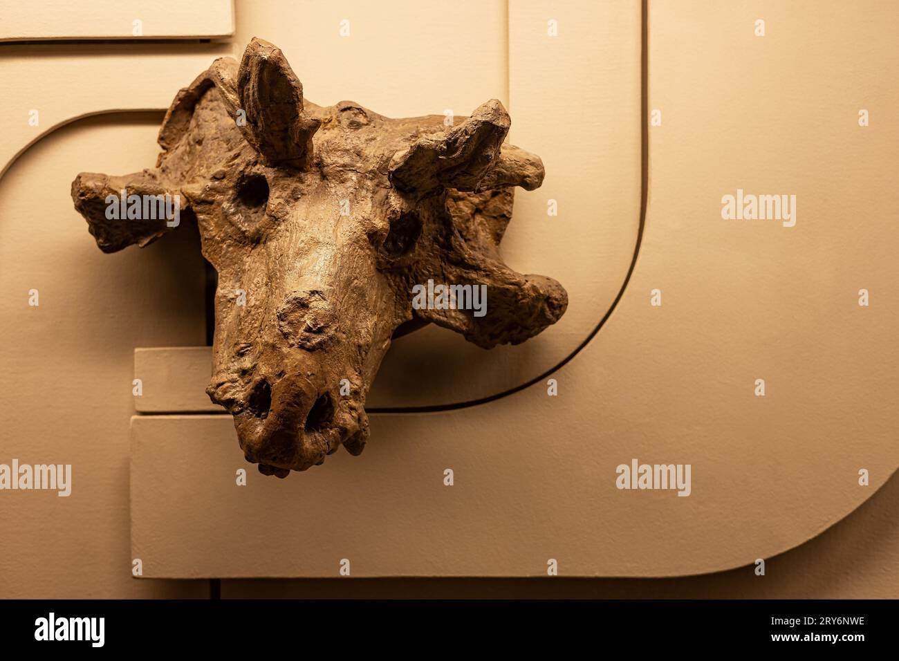 Moscow, Russia - July 27, 2023: skull of a prehistoric animal in the ...