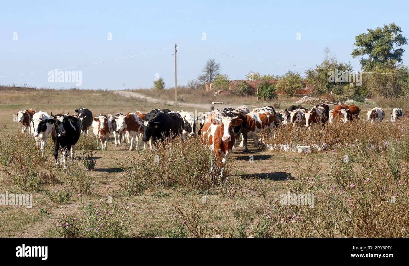 Pastured cattle hi-res stock photography and images - Alamy