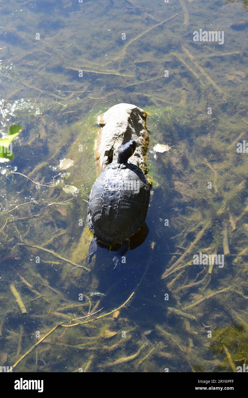 turtle on a stone Stock Photo - Alamy