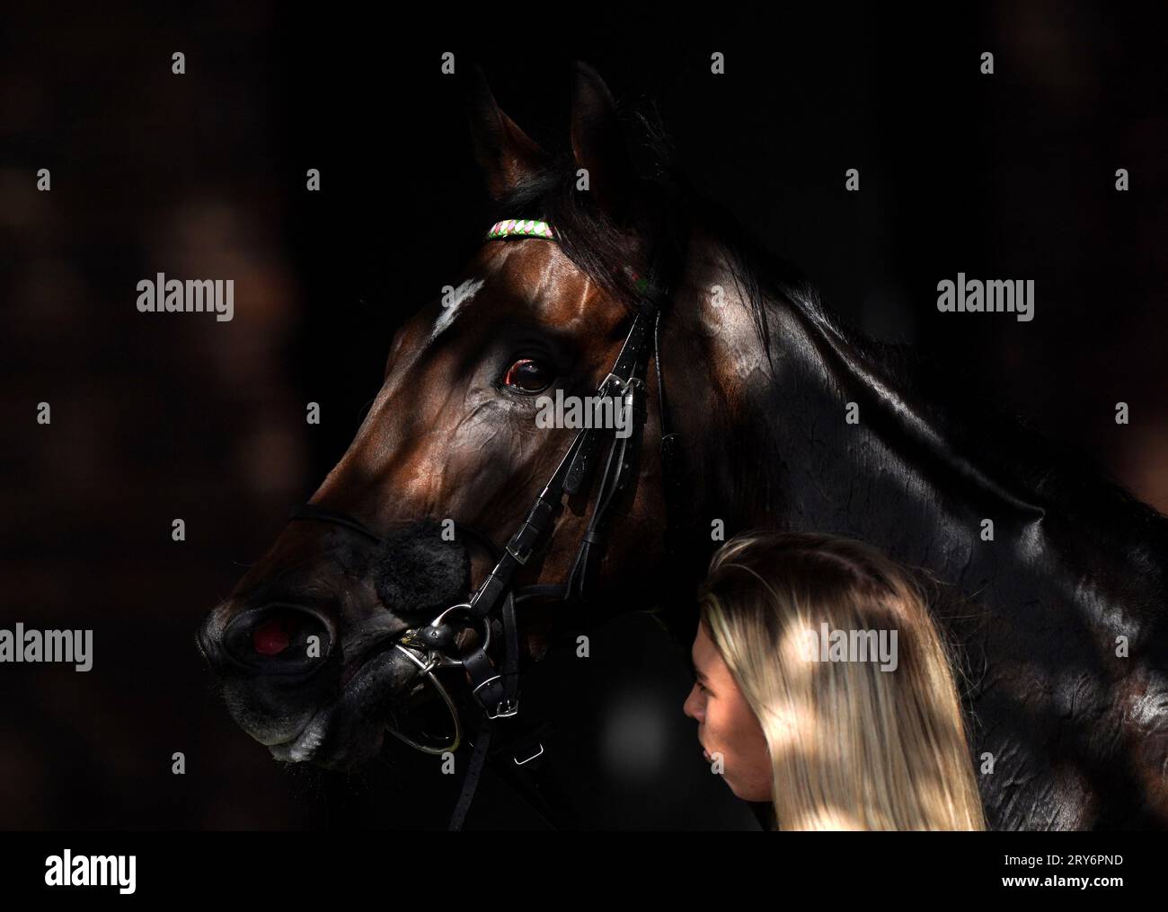 A horse in the parade ring ahead of the Princess Royal Al Basti ...