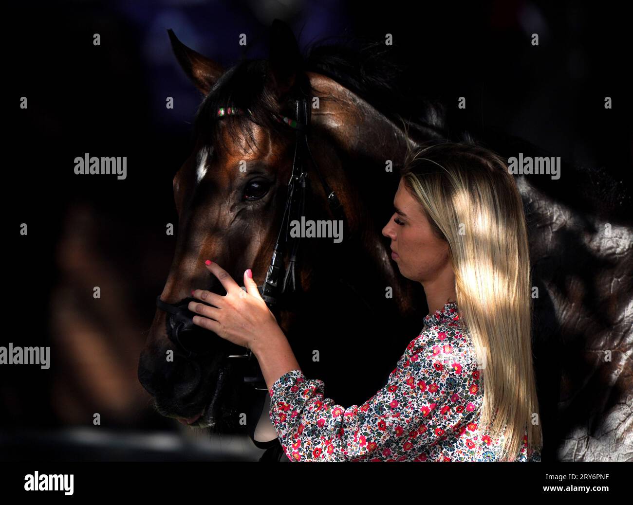 A horse in the parade ring ahead of the Princess Royal Al Basti ...