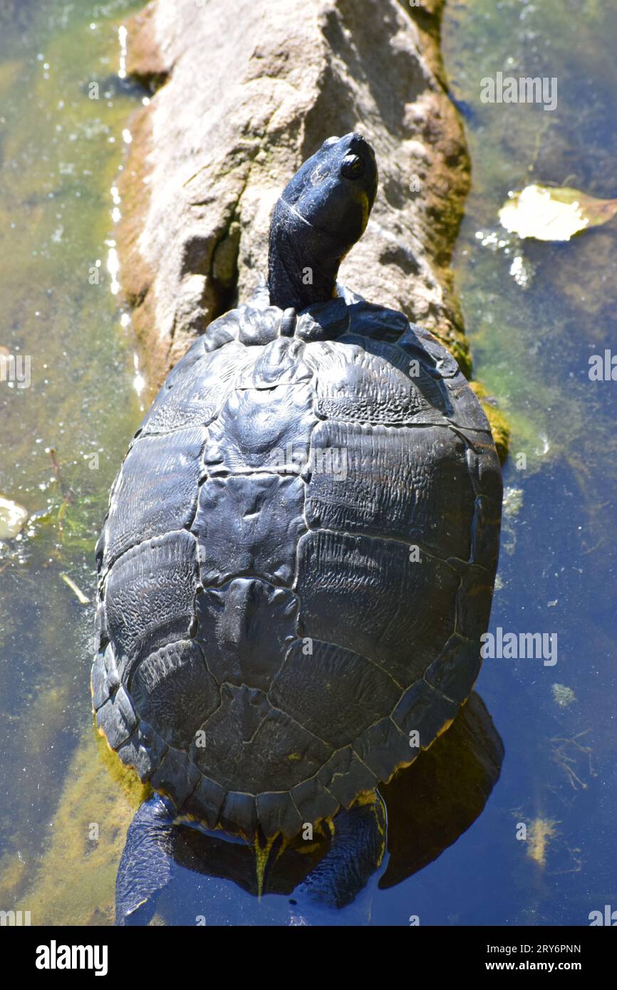 turtle on a stone Stock Photo - Alamy
