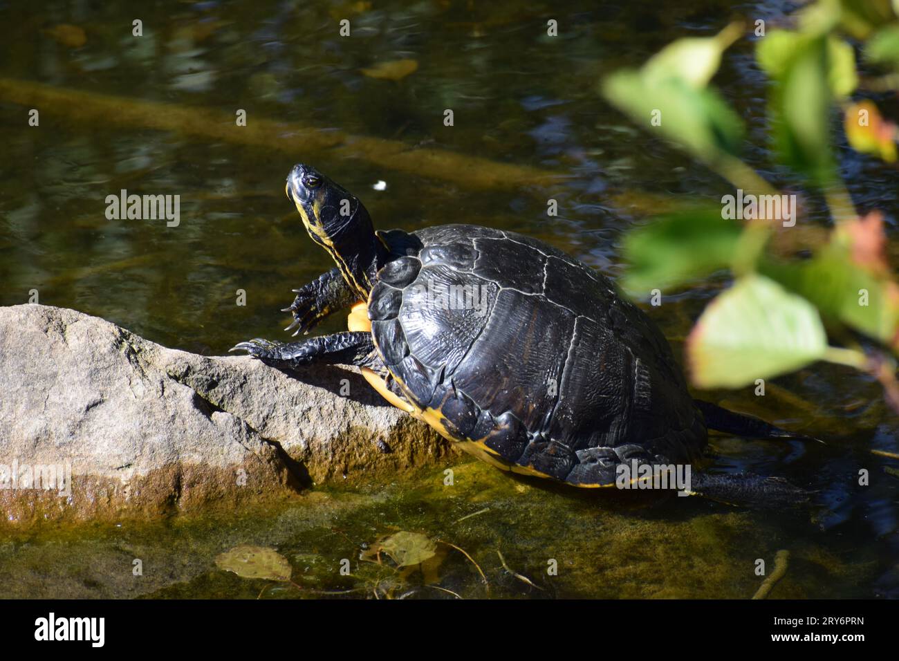 turtle on a stone Stock Photo - Alamy