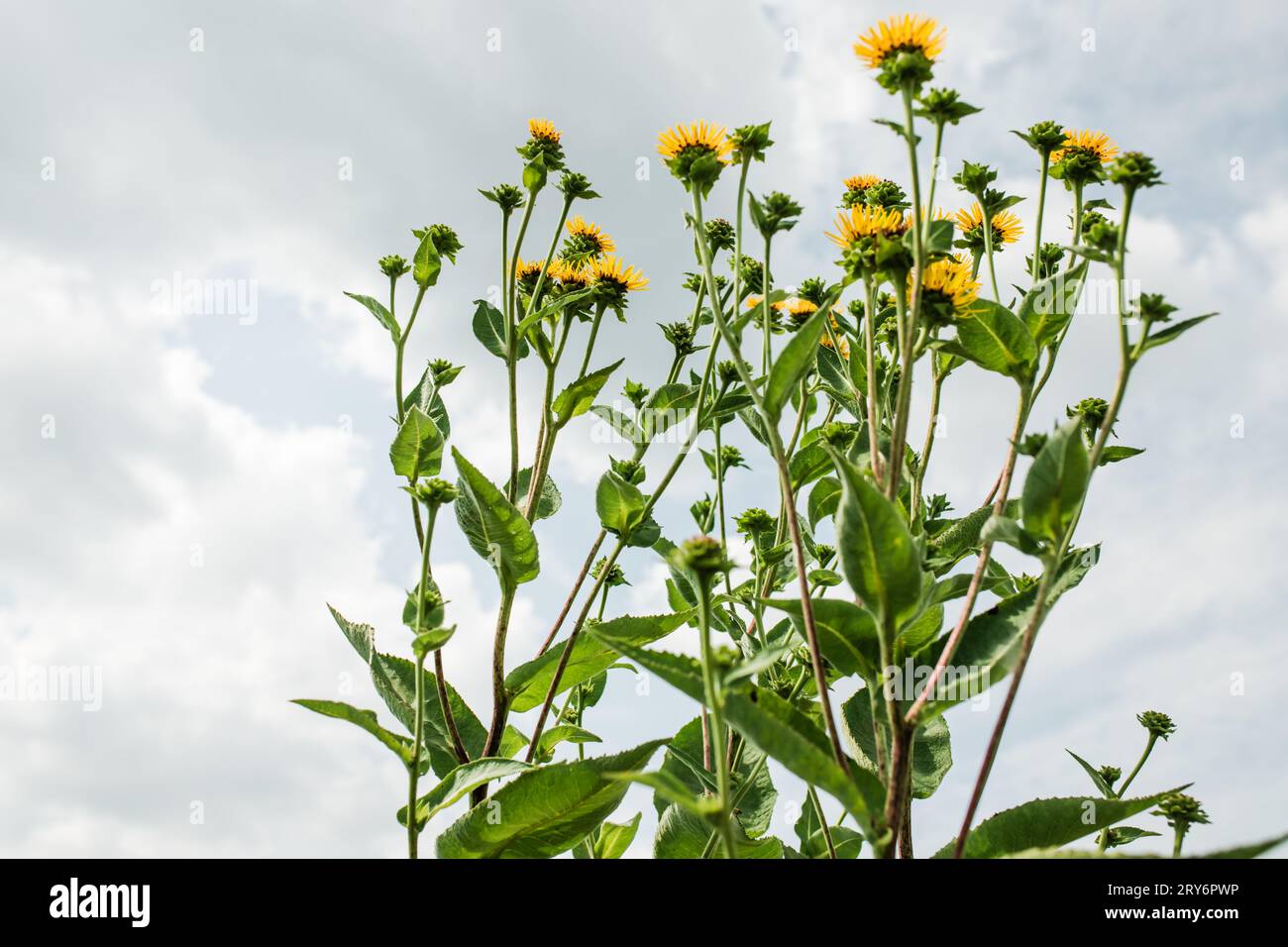 Inula helenium suppresses inflammation, stimulates sweat, bile and ...