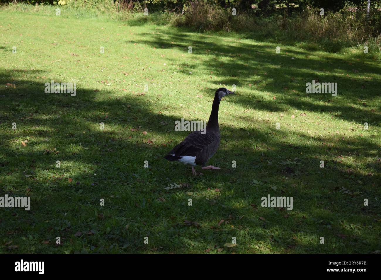 Big grey goose hi-res stock photography and images - Alamy