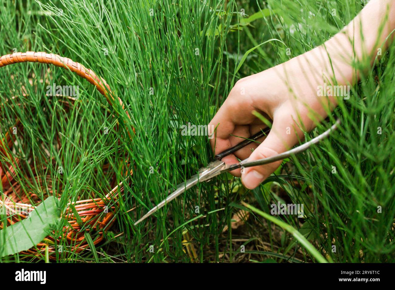 Hand with vintage scissors cutting stems quisetum arvense, field ...