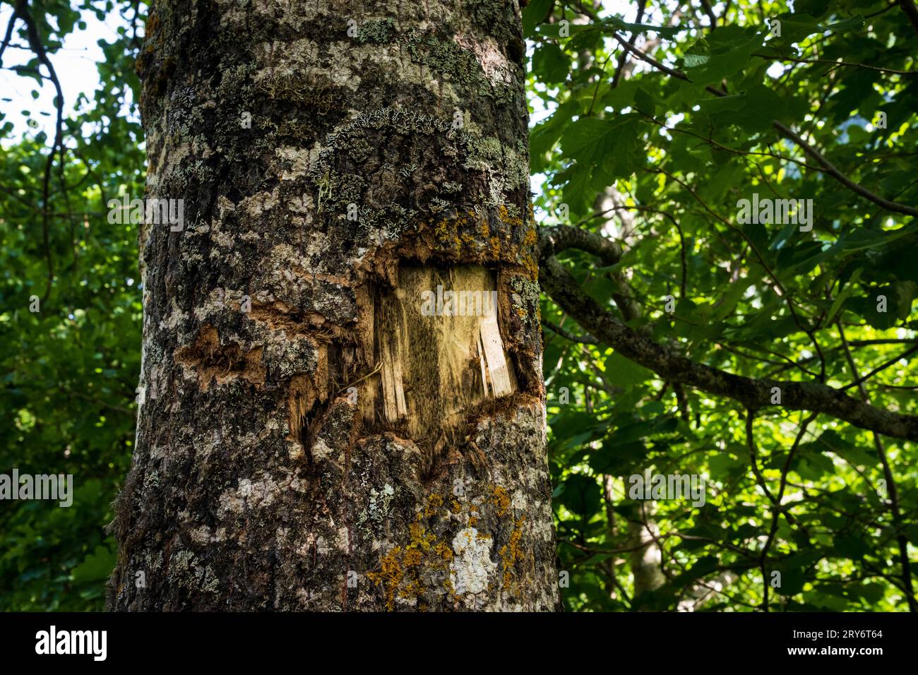 Somiedo nature park spain bear hi-res stock photography and images - Alamy