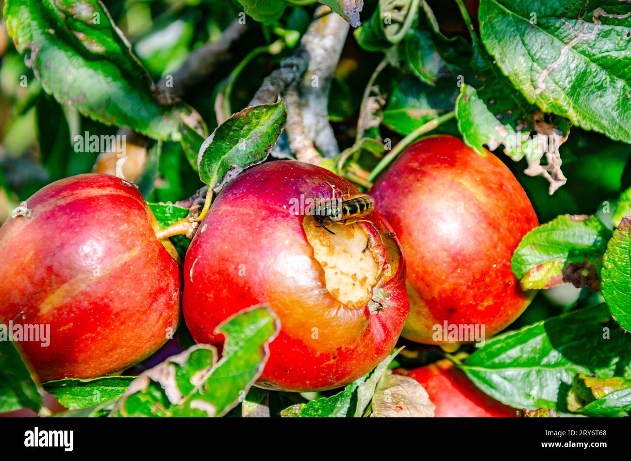 Close up of a wasp eating an apple on an apple tree in a UK back garden ...